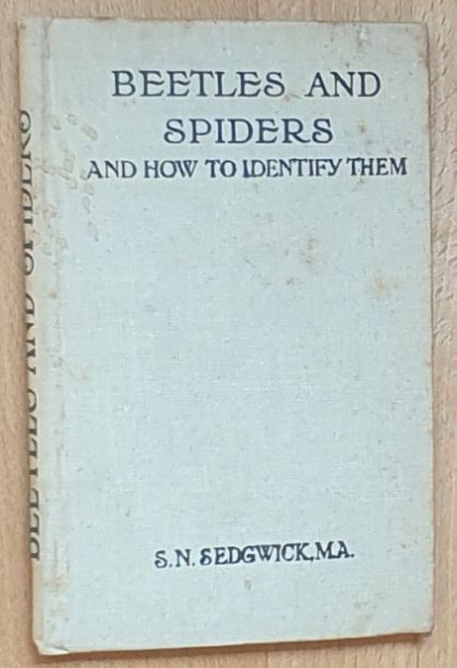 Common British Beetles and Spiders and how to identify them (How to ...